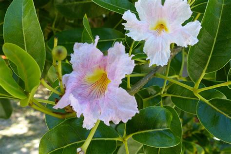 How To Grow Tabebuia Pallida Earthone