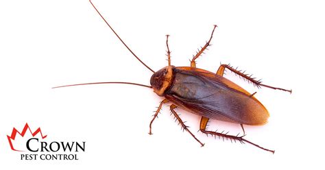 American Cockroach Size