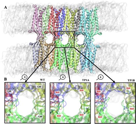 A Modeling Of Triple Pores Based On Multiple Pore I Like Structures Download Scientific