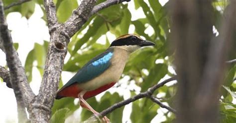 팔색조 등 멸종위기종 여름 철새 한려해상 남해지역서 서식호반새도 올 6월 처음 확인돼