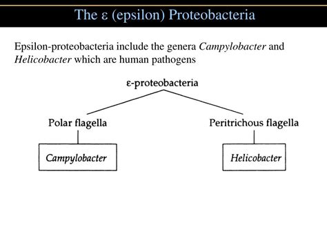 Ppt Chapter 11 Part C Powerpoint Presentation Free Download Id308974