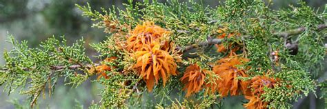 From Leaf Spots To Orange Tentacles What Cedar Apple Rust Really Looks Like In Southeastern Pa