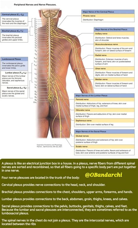 Major Nerves Of The Body