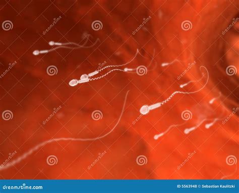 Human Sperm Cell On Microscope Scientific Background Natural