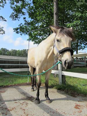 Memoirs Of A Horse Girl Buttermilk Buckskin More Dapples