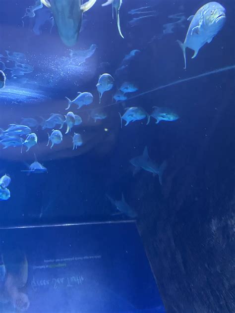Aquarium Combined Object Detection Dataset V5 2023 02 21 1 54pm By