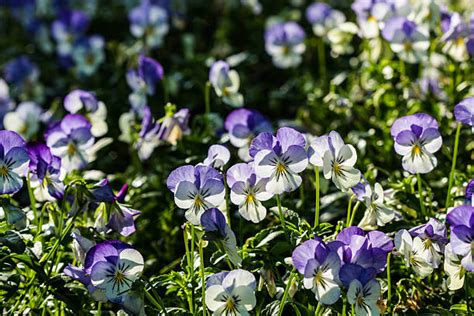 Pancy Banco De Fotos E Imágenes De Stock Istock