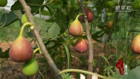 山东菏泽定陶：南果北种 特色种植敲开致富门 新华网