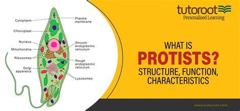 What Is Protista Structure Function Characteristics