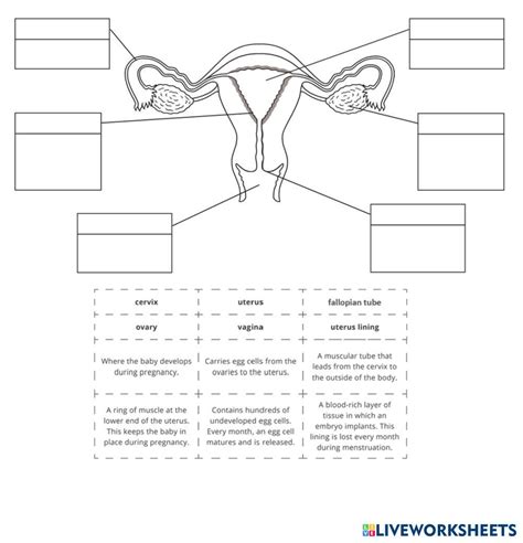 Female Reproductive System Live Worksheets