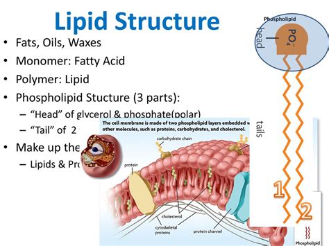 Organic Molecules Ppt Download
