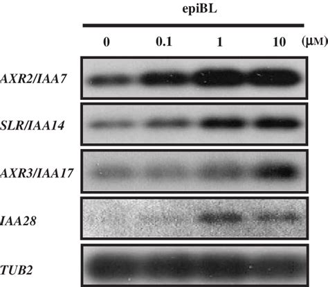 Expression Patterns Of Aux Iaa Genes Under Various Concentrations Of Download Scientific