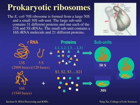 PPT O RRNA Processing And Ribosome PowerPoint Presentation Free Download ID