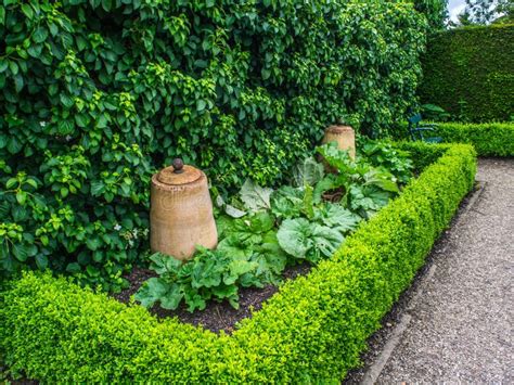 Bed Of Rhubarb With Clay Forcer Pots Sustainability Home Grown Vegetables Stock Image Image