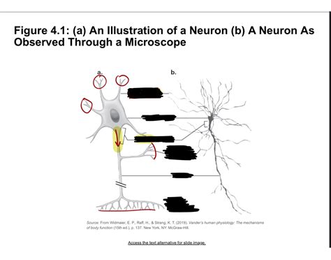 Labling The Neuron Quiz