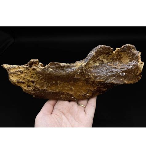 Fossils For Sale Fossils Rare Fossil Brown Bear Jaw From The North Sea Ursus Arctos