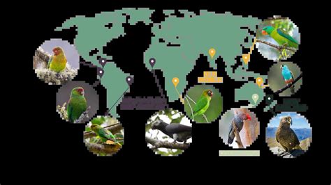 Everything You Need To Know About Parrots Birdlife International