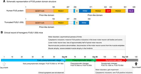The Characteristics Of The Transgenic Mouse Model Fus1 359 A A Download Scientific Diagram