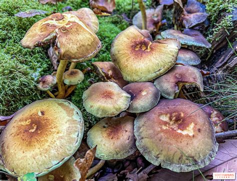 Panduan Mengenali Jamur Beracun Berita Jambi