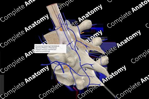 Posterior External Vertebral Venous Plexus Thoracic Complete Anatomy
