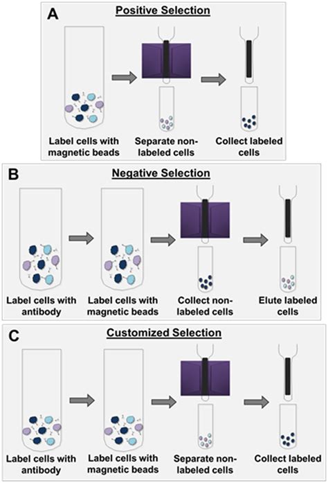 Schematic Of Cell Separation Techniques A Positive Selection Of