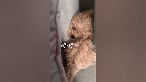 솜뭉치 강아지 빼꼼 Youtube