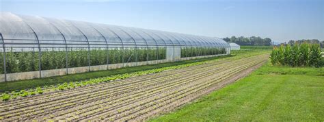 Купить овощи оптом C доставкой по всей России овощи мелким и крупным оптом по цене