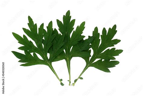 Trois Feuilles Darmoise Annuelle Artemisia Annua Isolées Sur Fond