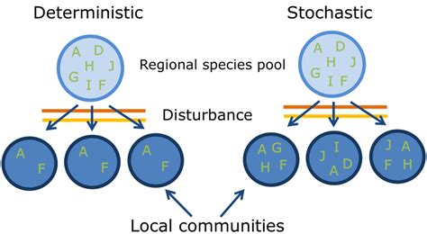 2 Dual Perspectives Deterministic Or Stochastic Regarding The Effects