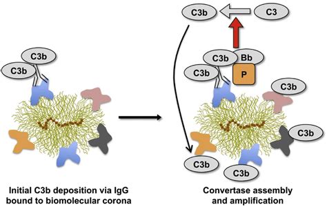 Complement Activation By Igg Molecules Via The Alternative Pathway Igg