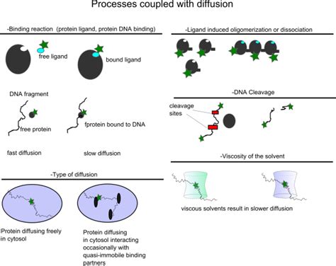 General Fluorescence Correlation Spectroscopy A Short Introduction [time Resolved Fluorescence