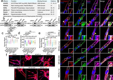 Rab35 Effector Localization And Requirement For Sprouting A Table Download Scientific Diagram
