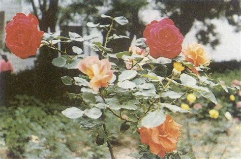 月季花 中药学 医学