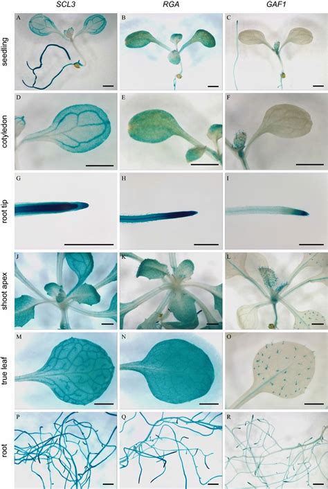 Gus Staining Of Transgenic Plants Expressing The Gus Gene Under Control