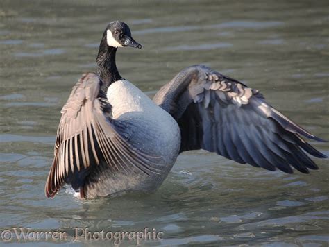 Canada Goose Photo Wp21726