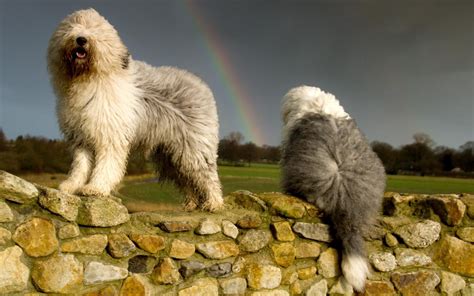 Old English Sheepdogs Are Facing Extinction Have Big Dogs Had Their Day