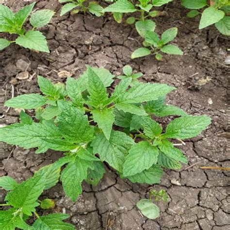 Crop And Weed Detection Object Detection Dataset By Internship