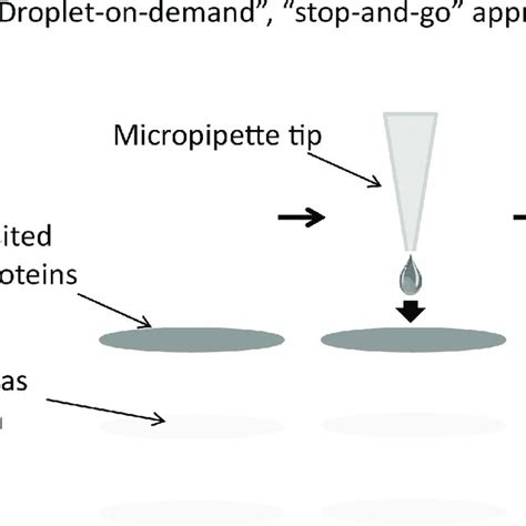 Cell Seeding On Patterned Substrates Workflow Procedural Steps For