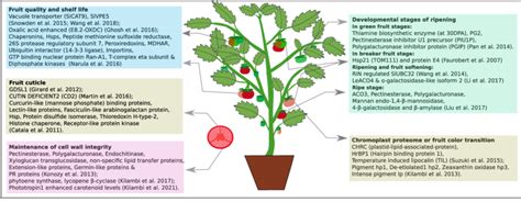 Proteomics Of Tomato Fruit Development And Ripening Download