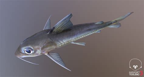 Mouse Catfish 3d Model Turbosquid 1414115