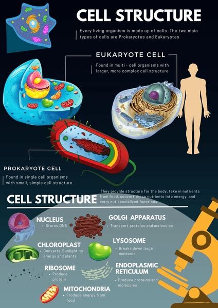 Cells Of Life Are The Basic Building Blocks Cells The Building Blocks
