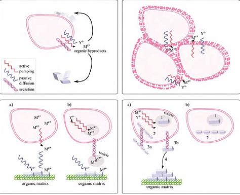 1 Schematic Of Biologically Induced Mineralization Upper Left