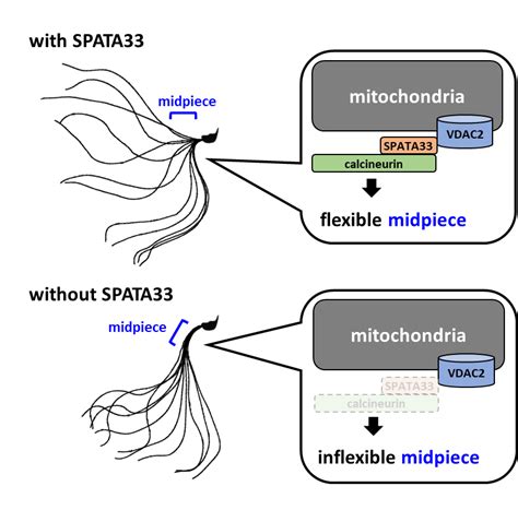 No Swimming Molecule Regulating Sperm Motility Discovered ResOU