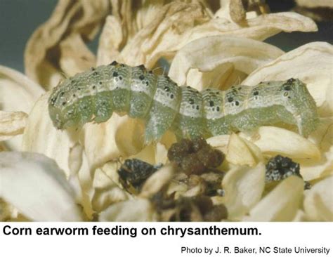 Corn Earworm On Ornamentals Nc State Extension Publications