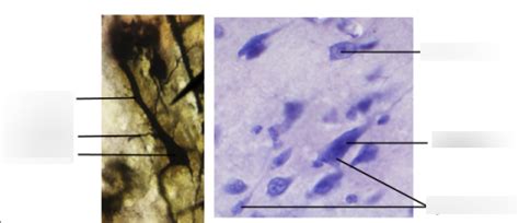 Pyramidal Cell Diagram Quizlet