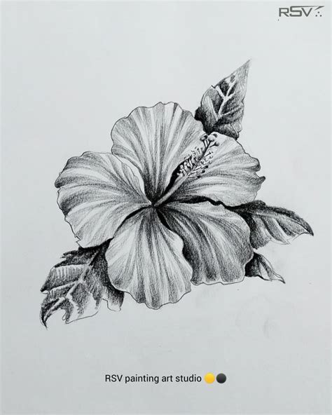 Hibiscus Flower Drawing In Pencil En 2025
