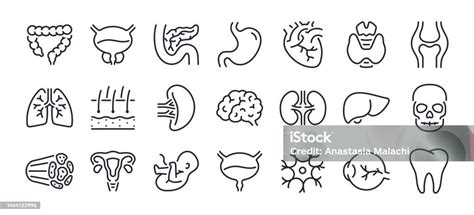 인체 해부학 및 장기 편집 가능한 획 윤곽선 아이콘은 흰색 배경 평면 벡터 그림에 격리되어 있습니다 완벽한 픽셀 64 엑스 64 아이콘에 대한 스톡 벡터 아트 및 기타