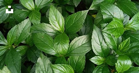 물방울이있는 녹색 잎 사진 Unsplash의 무료 녹색 이미지