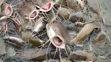 Scientists Use Crispr To Add An Alligator Gene Into Catfish