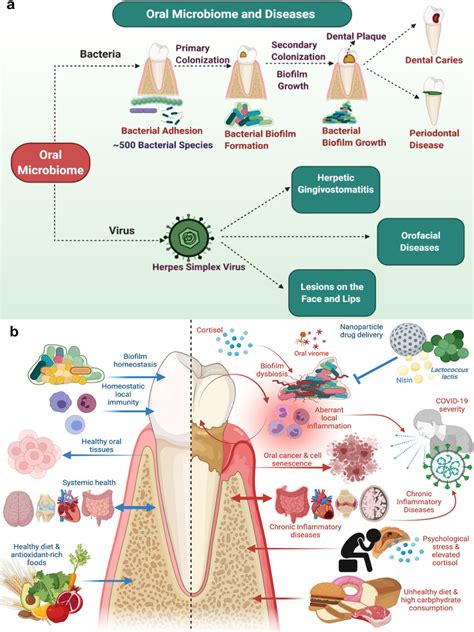 A Diagrammatic Representation Of Oral Microbiomes For Instance